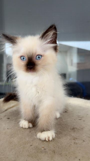 Pure bred female Ragdoll Kitten | Cats & Kittens | Gumtree Australia ...
