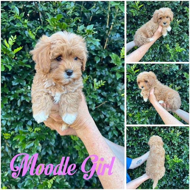 Moodle/Shoodle DNA Clear Puppies by Quality breeder | Dogs & Puppies ...