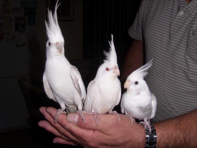 Handraised Weiros/cockatiels | Birds | Gumtree Australia Fremantle Area ...