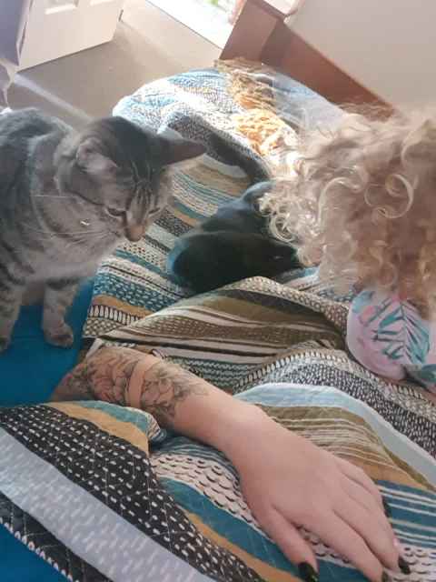 Beautiful girl needing a new Forever family | Cats & Kittens | Gumtree ...