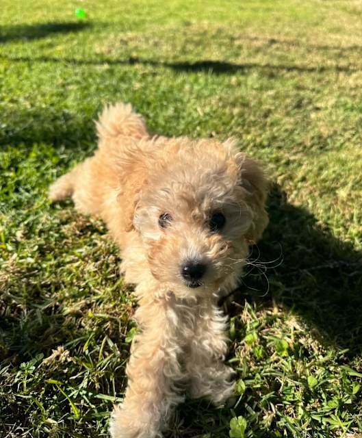 10 Week Old Toy Cavoodle Puppy - Loving Home Needed | Dogs & Puppies ...
