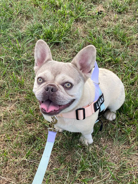 2 year old female frenchie | Dogs & Puppies | Gumtree Australia Penrith ...