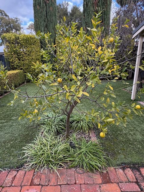 FREE Lemon Tree - Plants in Norwood SA | Gumtree Australia