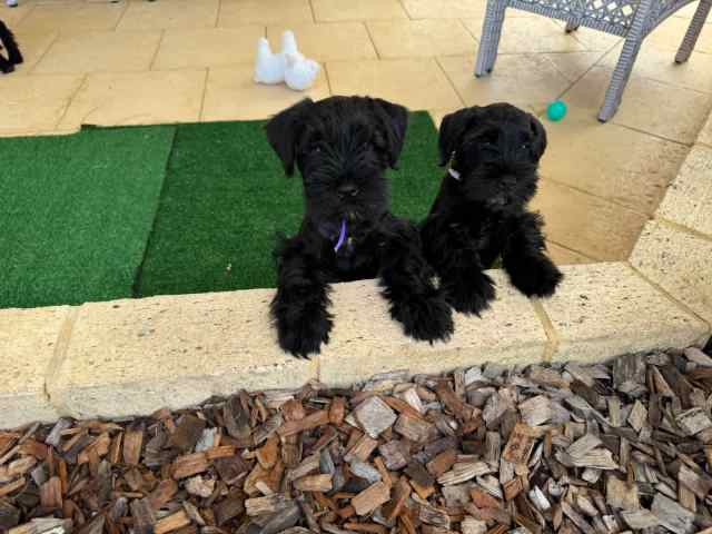 3 Beautiful Male Pure Bred Miniature Schnauzers for Sale | Dogs ...
