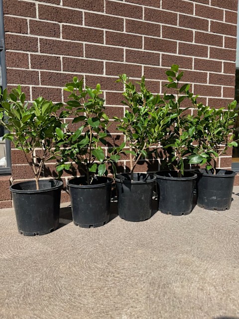 Standard Ficus Plants - Plants in Point Cook VIC | Gumtree Australia