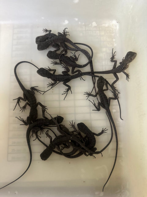 water dragons - Eastern hatchlings | Reptiles & Amphibians | Gumtree ...