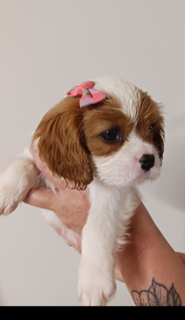 King charles cavilier | Dogs & Puppies | Gumtree Australia Fraser Coast ...