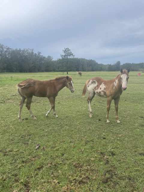 Paint fillies | Horses & Ponies | Gumtree Australia Port Stephens Area ...