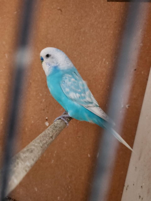 Adult budgies and babies | Birds | Gumtree Australia Cessnock Area ...
