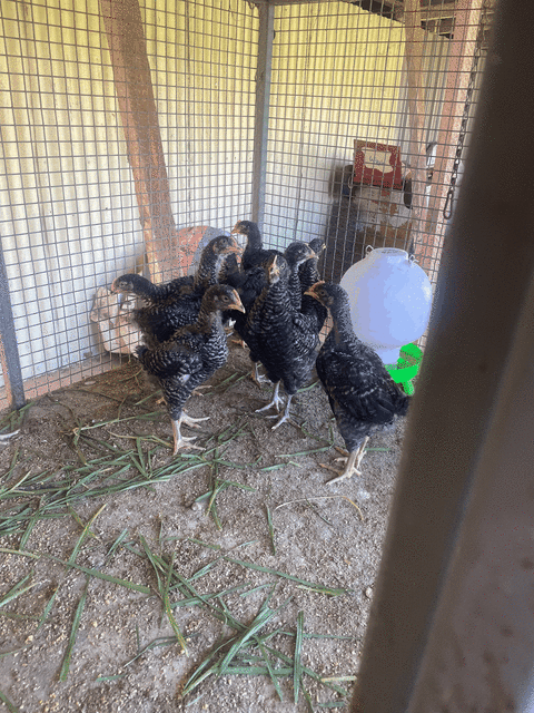 Plymouth Rock and Black Australorp Cross Chicken | Birds | Gumtree ...