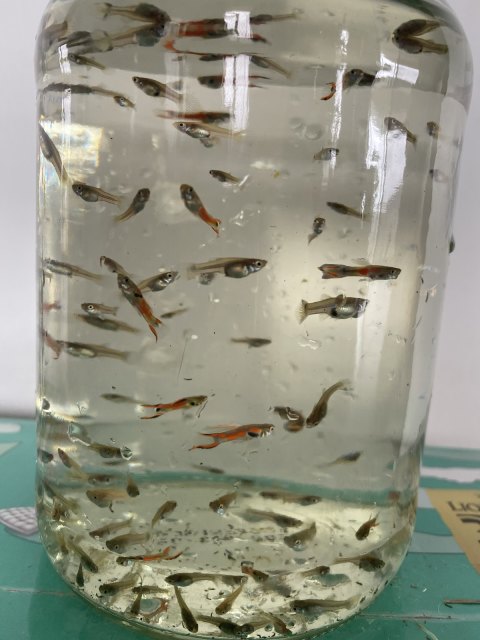 Colourful Endler Guppies | Fish | Gumtree Australia Caboolture Area ...