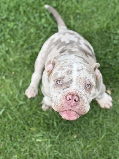 Lilac Merle Micro Bully | Dogs & Puppies | Gumtree Australia ...