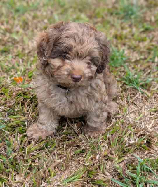 1st Gen Shoodle Puppy (Shih Tzu x Poodle) | Dogs & Puppies | Gumtree ...