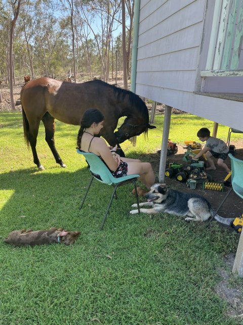 Pretty PHAA project | Horses & Ponies | Gumtree Australia North Burnett Area - Gayndah | 1331669928