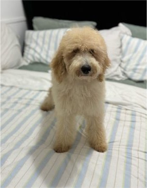 Labradoodle (mostly poodle) 🤍 ready April | Dogs & Puppies | Gumtree ...