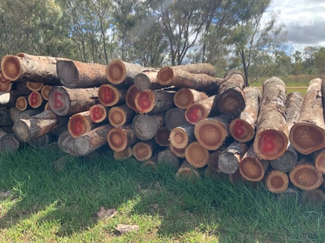 Wanted bush blocks to buy our to Harvest timber ,,,log check forestry ...