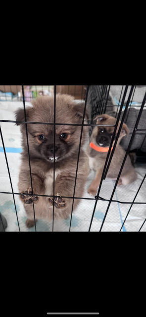 7x Mini (Teddybear) Pomeranian x Chug puppies | Dogs & Puppies ...