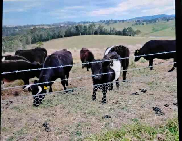 cattle Dexter and Dexter cross belted gallaway | Livestock | Gumtree ...