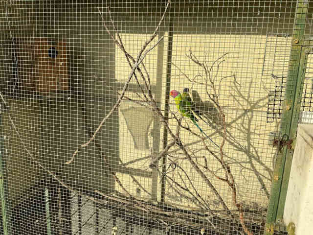 Plumhead parrots for sale | Birds | Gumtree Australia Redland Area ...