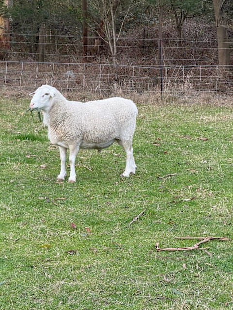 AUSSIE WHITE RAM | Livestock | Gumtree Australia Yarra Ranges ...