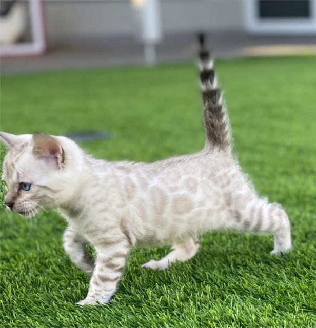 Bengal Snow Rosette Kittens - Stunning - Gorgeous! | Cats & Kittens ...