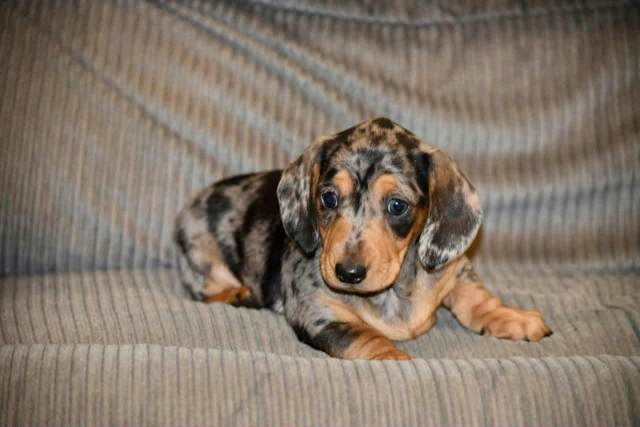 Dachshund silver dapple female | Dogs & Puppies | Gumtree Australia ...