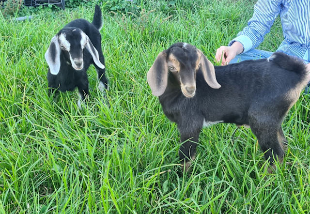 Nigerian Dwarf Wethered (de-sexed) boy goats | Livestock | Gumtree ...