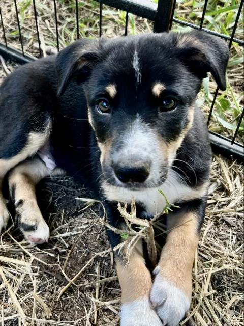 1 left ready now Koolie, sh border collie, kelpie cross pups | Dogs ...
