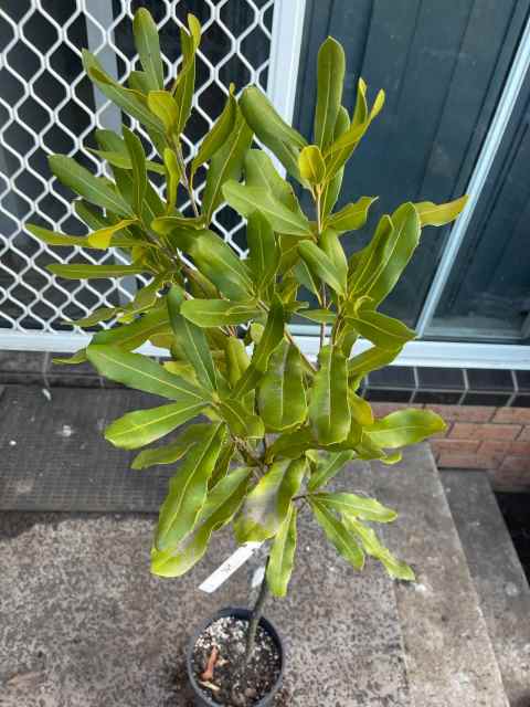 Grafted Macadamia Trees (native). - Plants in Lake Haven NSW | Gumtree ...