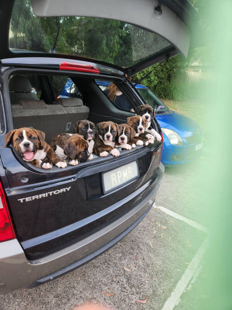 Bulloxer puppies {American Bulldog x Boxer} for sale | Dogs & Puppies ...