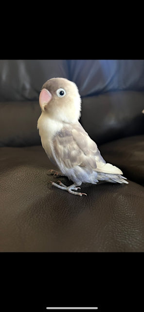 Tame love bird “Lychee” | Birds | Gumtree Australia Rockingham Area ...