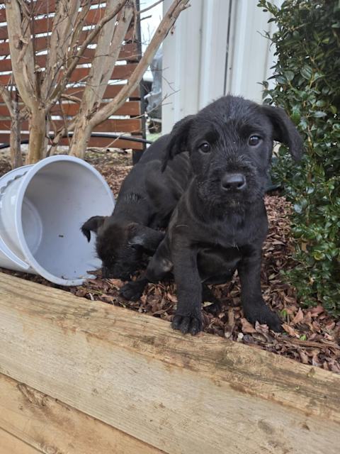 Wolfhound x pointer puppies | Dogs & Puppies | Gumtree Australia Tumut ...