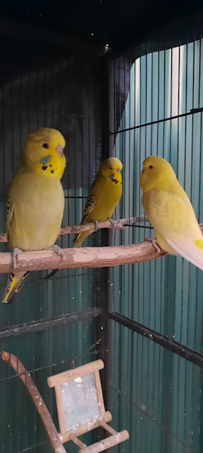 Budgie for sale many colour | Birds | Gumtree Australia Liverpool Area ...