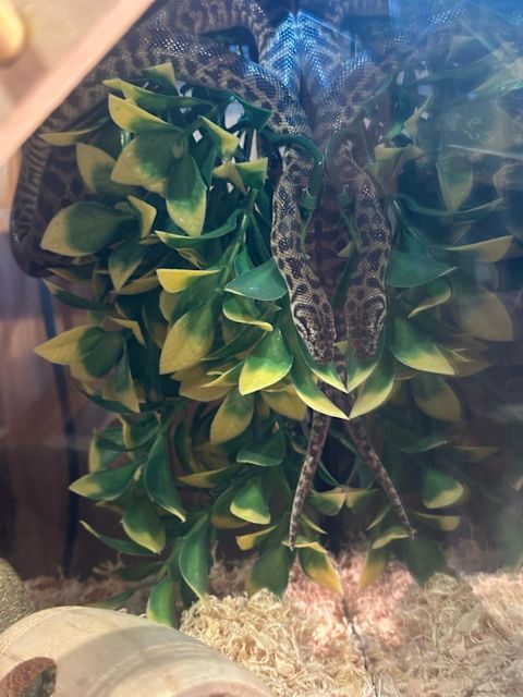 Stimson’s Python and enclosure | Reptiles & Amphibians | Gumtree ...