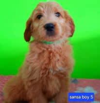 F1 Groodle Puppies | Dogs & Puppies | Gumtree Australia Goulburn City ...