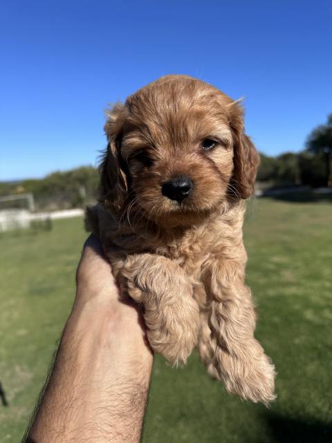 Beautiful Red Toy Cavoodles F1 | Dogs & Puppies | Gumtree Australia ...