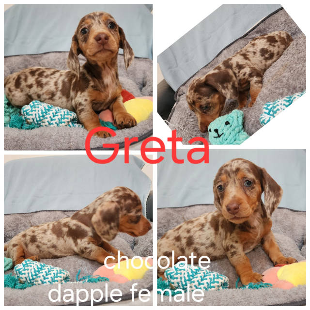 Mini Dachshund or Dashie Puppies | Dogs & Puppies | Gumtree Australia ...