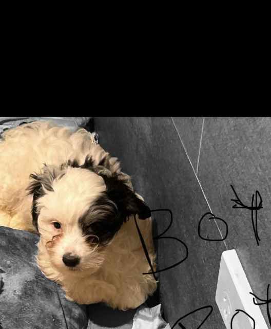 Maltese shih tzu puppies | Dogs & Puppies | Gumtree Australia Latrobe ...