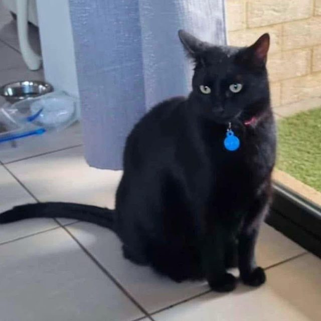 3911 : Lucifer - CAT for ADOPTION - Vet Work Included | Cats & Kittens ...