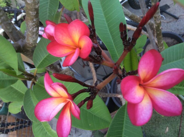 Frangipani plants fruit salad or white/yellow various sizes & prices ...