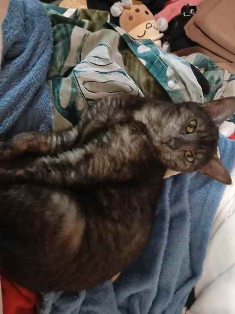 rescue cats available for adoption | Cats & Kittens | Gumtree Australia ...