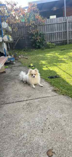 Pure pomeranian puppies | Dogs & Puppies | Gumtree Australia Brimbank ...