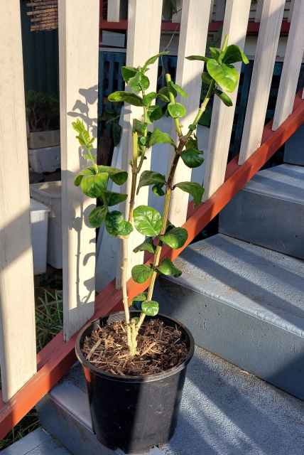Emperor Jasmine Sambac Heavenly Scented - Plants in Bankstown NSW ...