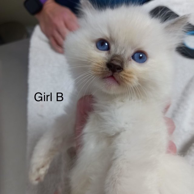 Purebred Doll face premium Double coat Ragdoll Kittens 3 girls 2 boys ...