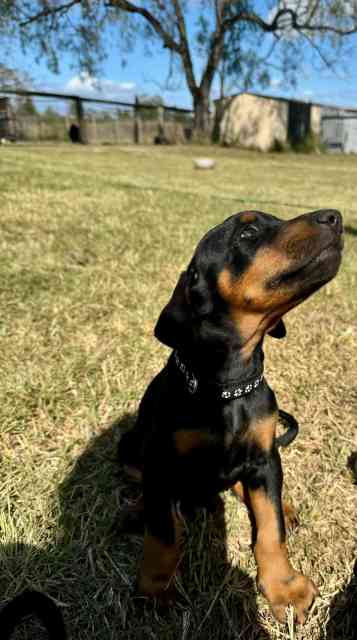 Pure breed Doberman puppies ready now | Dogs & Puppies | Gumtree ...