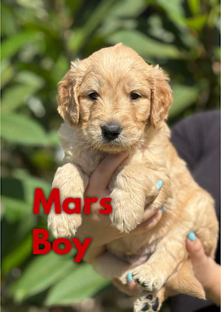 Gorgeous F1 groodle puppies | Dogs & Puppies | Gumtree Australia Gold ...