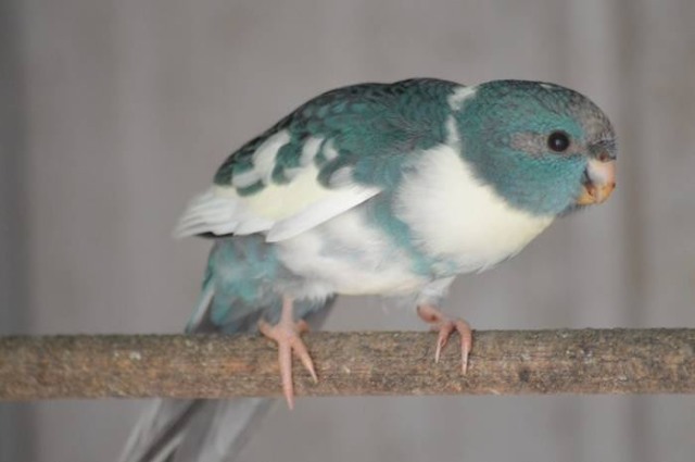 KAKARIKIS SELL OUT IN ALL COLORS | Birds | Gumtree Australia Darebin ...