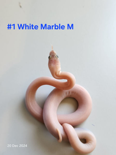 White Marble Python | Reptiles & Amphibians | Gumtree Australia ...