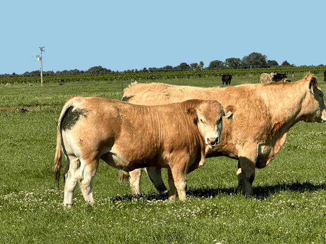 Quiet Bull ready for Tick country. | Livestock | Gumtree Australia ...