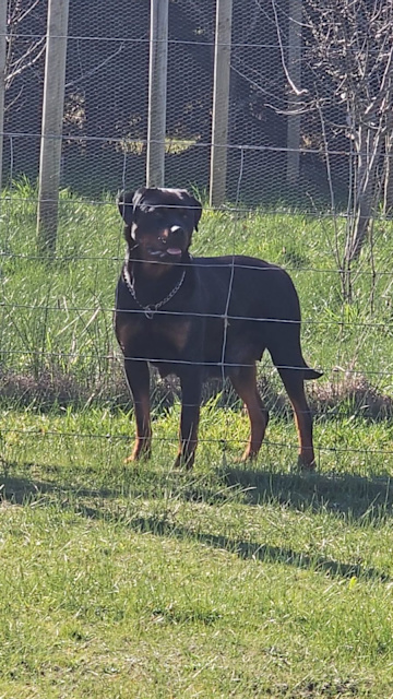 Pure German Rottweiler Female ANKC Pedigree | Dogs & Puppies | Gumtree ...